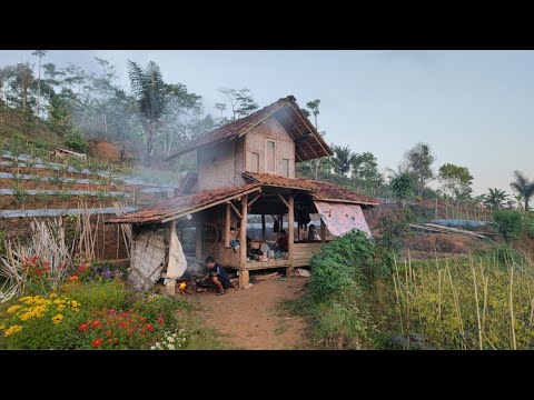 Kehidupan Ku Setelah Memilih Tinggal di Gubuk Kecil Tengah Sawah Pinggir Hutan