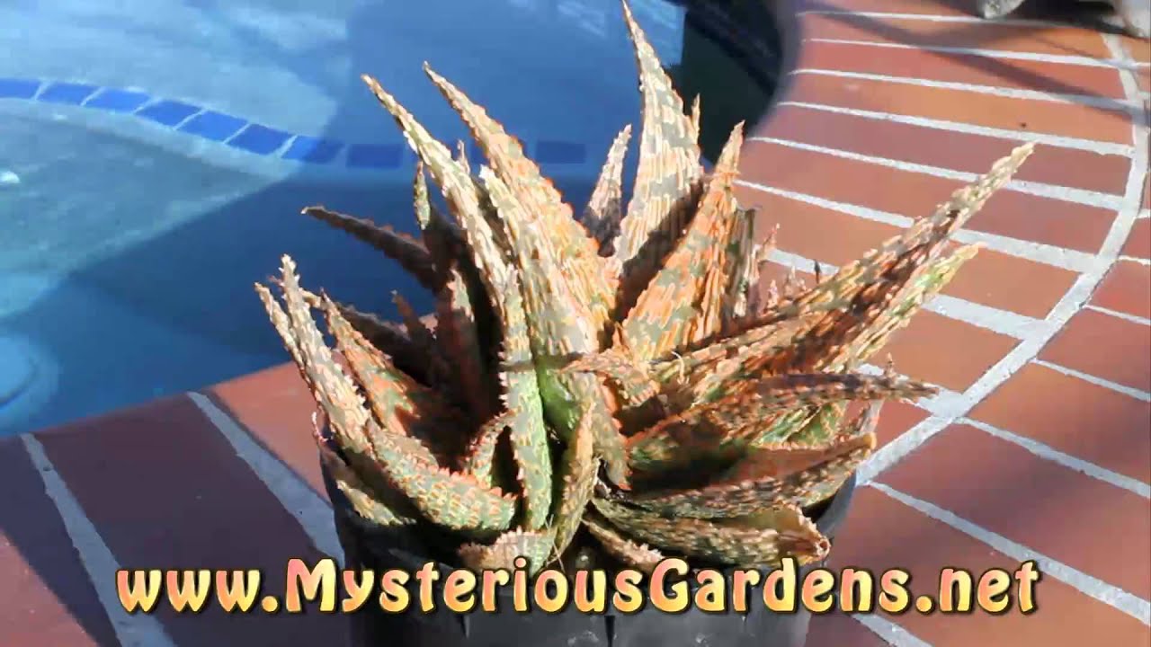 Aloe Sunrise - Kelly Griffin Hybrid - Mysterious Gardens - YouTube
