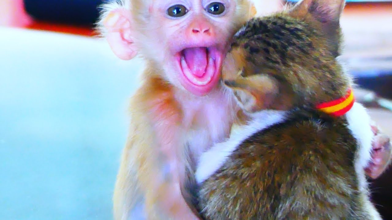 Kitty bi-te Baby BoBo's ear make BoBo crying - YouTube