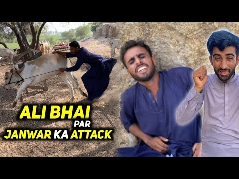 Ali Bhai Par Animal Ne Attack Kar Dia 😲 | Ali Bhai Zakhmi | Mushtaq Bhai vlog - YouTube