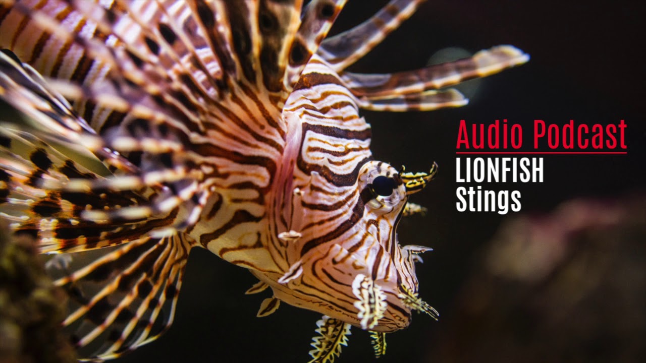 Lionfish Stings - YouTube