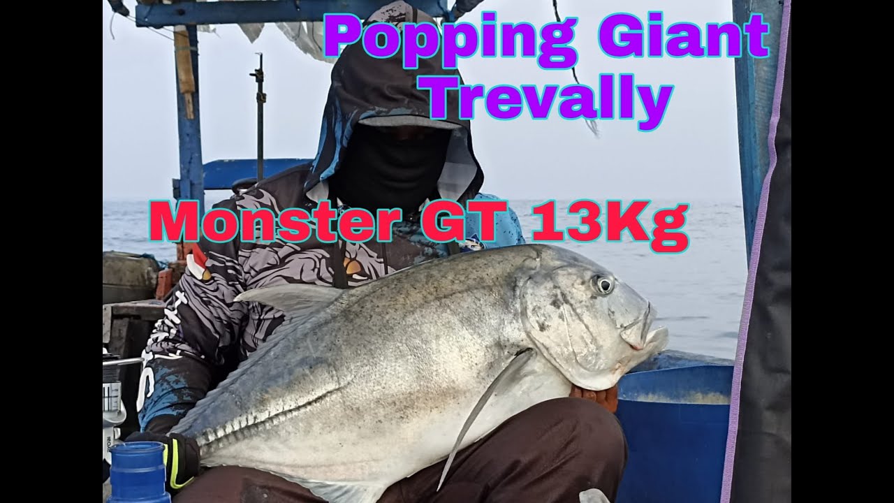 Popping Kuwe Gerong / Giant Trevally 13kg perairan kepulauan seribu ...