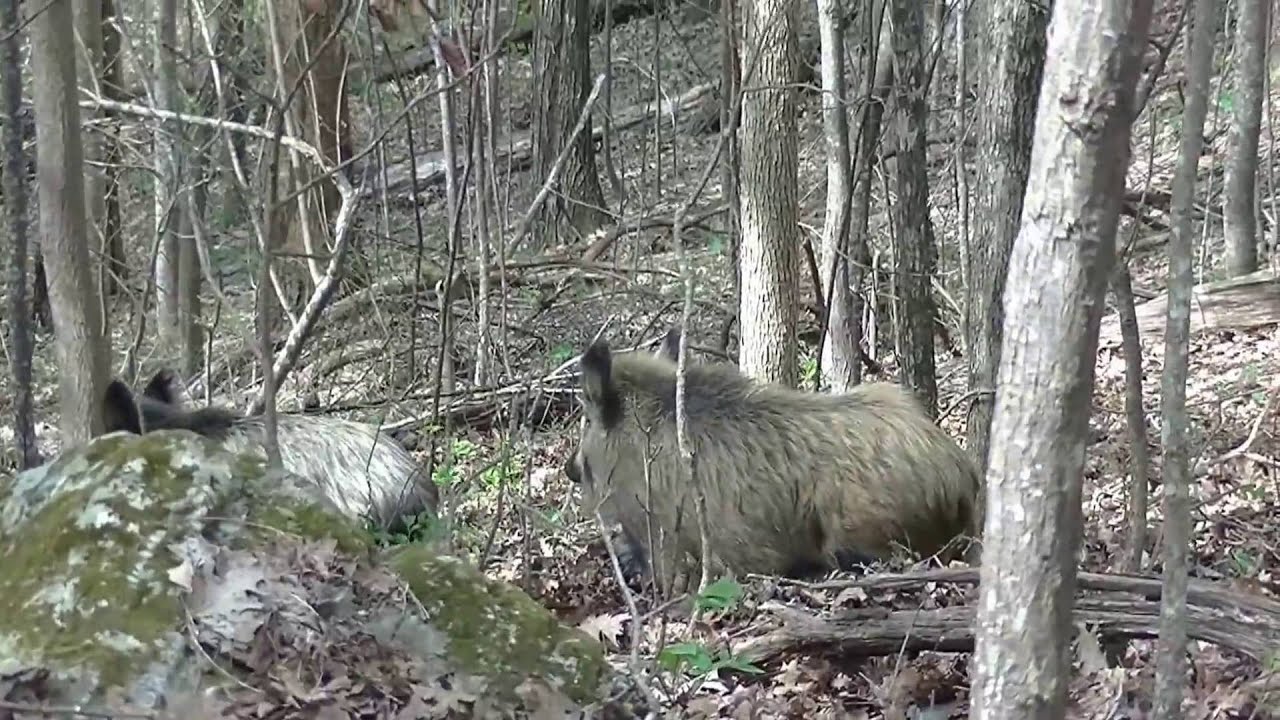 South Carolina Feral Hogs - YouTube