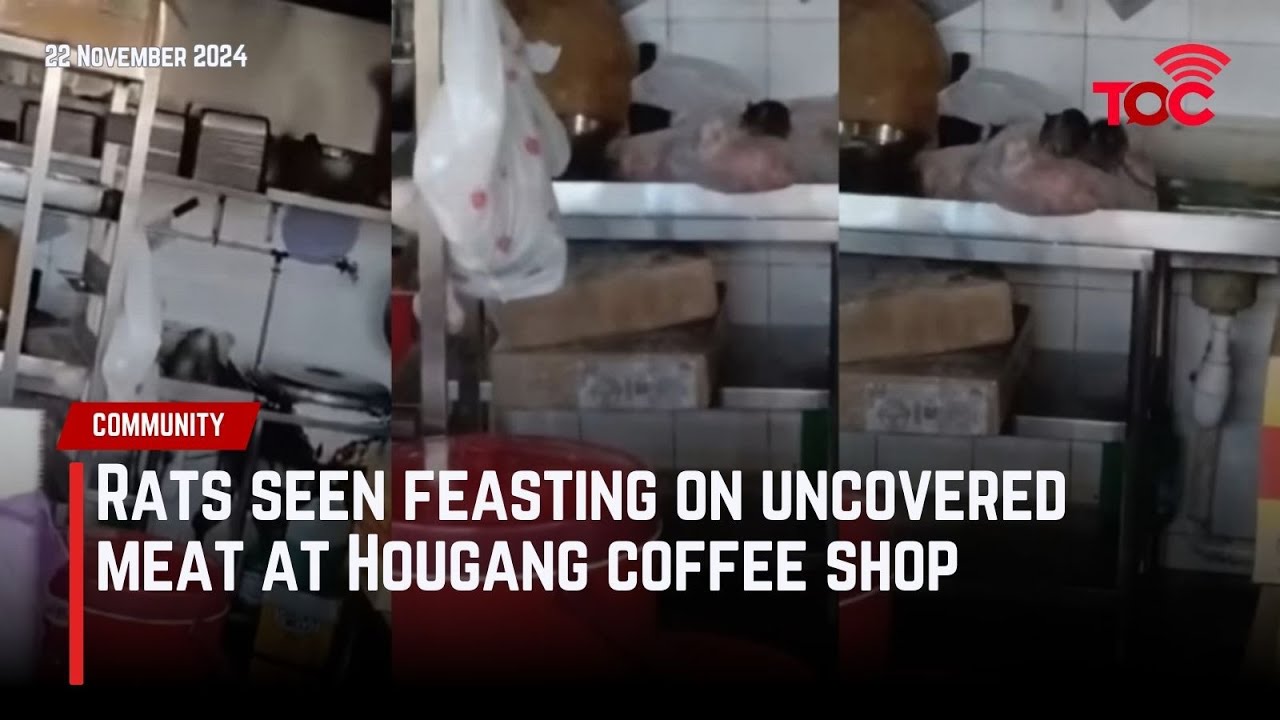 Rats seen feasting on uncovered meat at Hougang coffee shop - YouTube