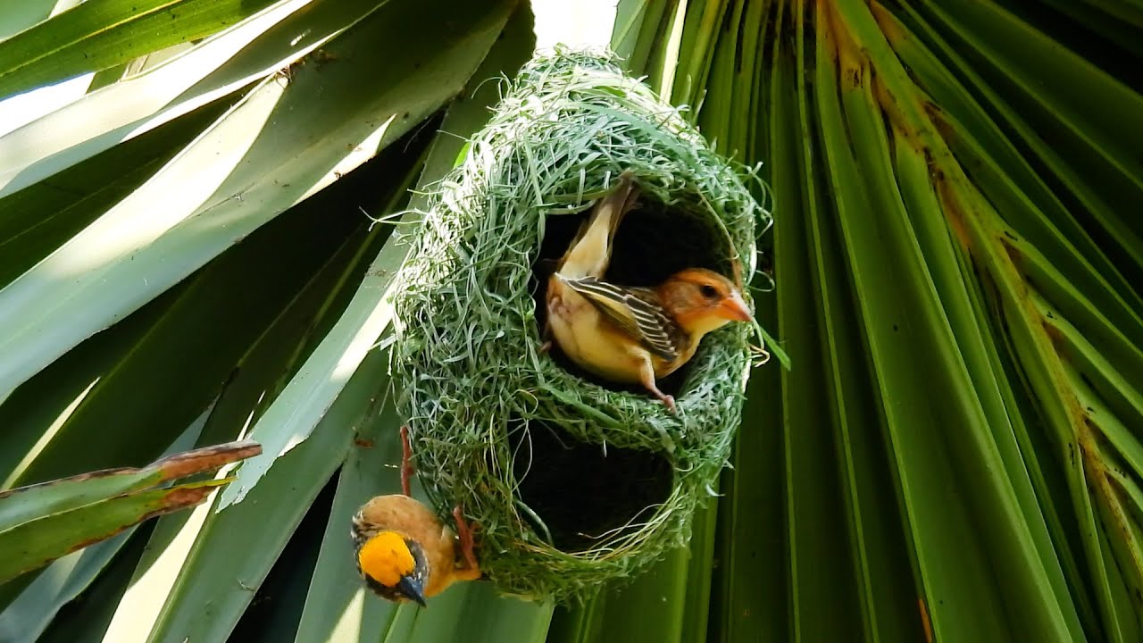 Ep6 The Most Amazing Bird Build Nest in The World - YouTube
