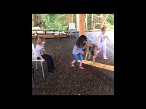 Intro to dog training for children - YouTube