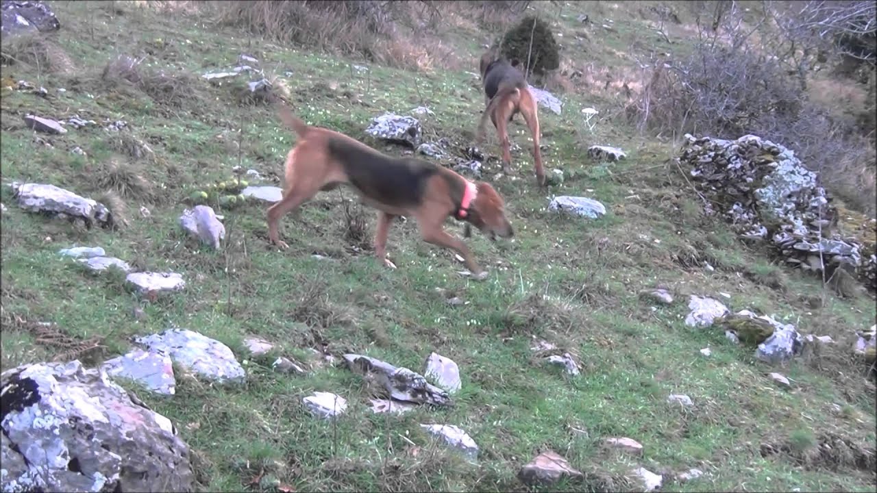 Κυνήγι Λαγού - YouTube