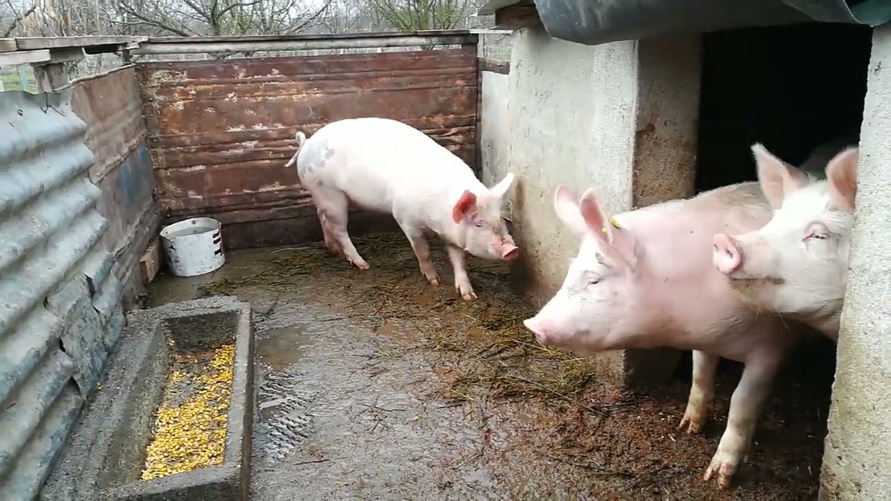 Crazy Pigs 🐖🐖 - YouTube