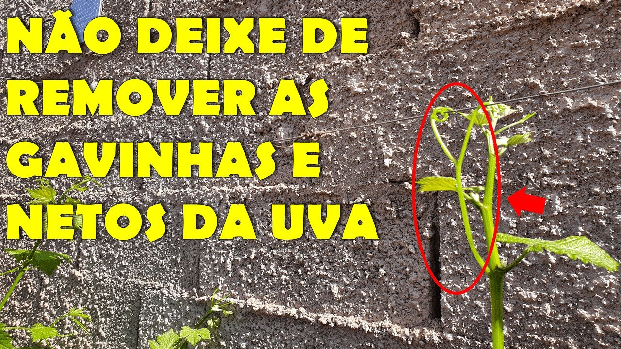 Removendo as gavinhas e netos da uva - YouTube