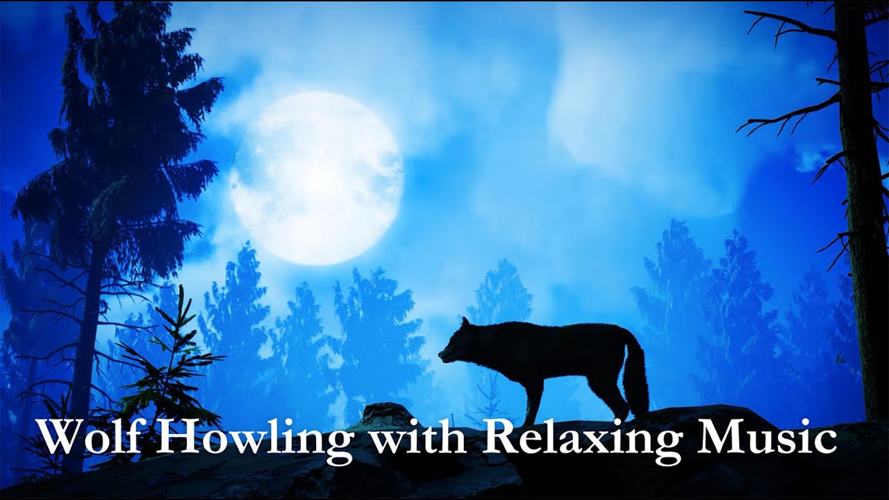 Wolf Howling with Relaxing Music |The Best Music for Sleeping ...
