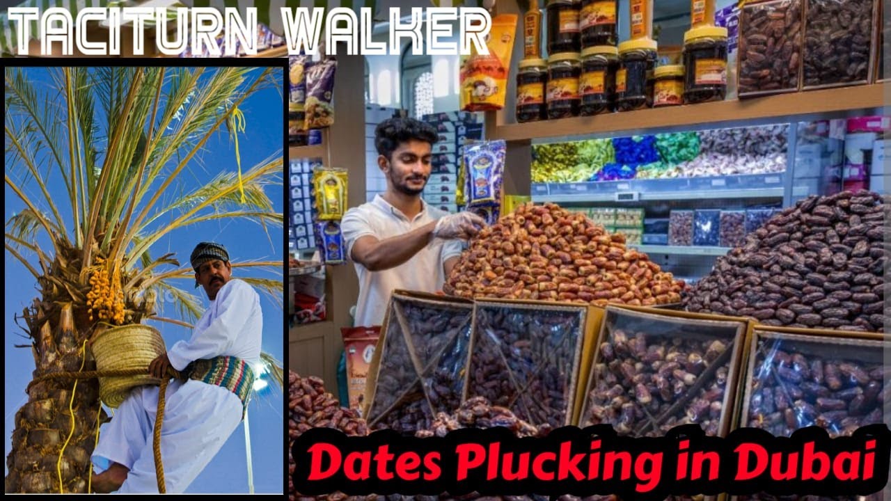 Plucking Fresh Dates from Date Palm Tree in Dubai - YouTube