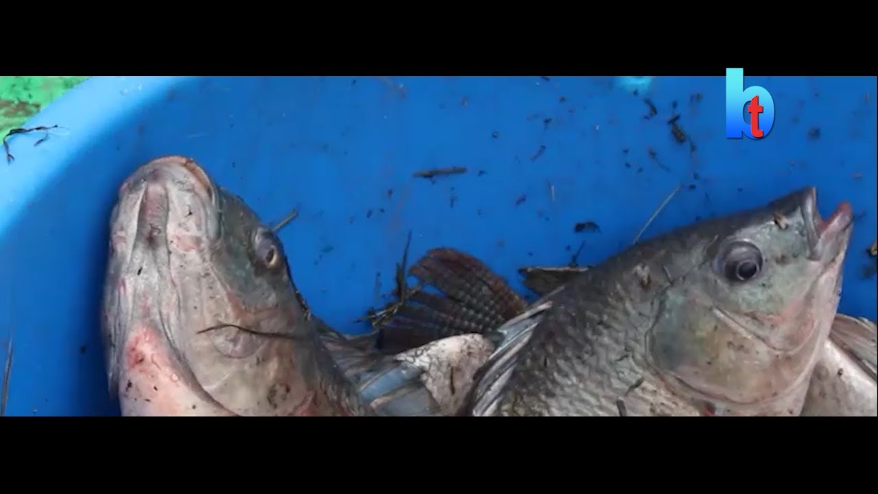 FISH FARMING IN UGANDA - WHY FISH FARMING - YouTube