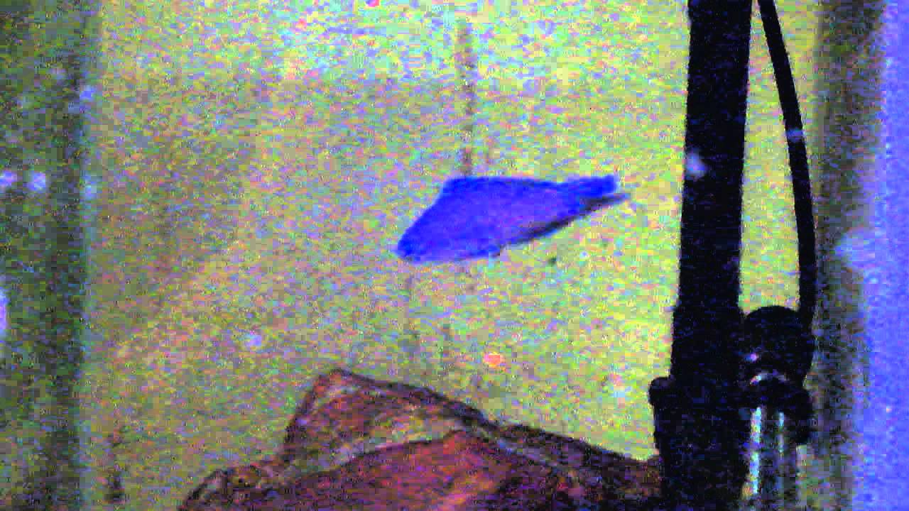 Blue Assessor (Macneill's Assessor) "Assessor macneilli" - YouTube