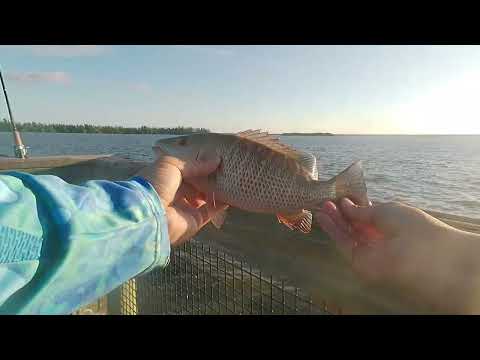 MULLET RUN TARPON CHASE - YouTube