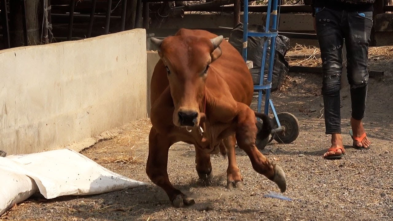Cute Bow-Legged Baby Cow Saved From Slaughterhouse - YouTube