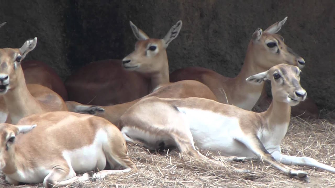 Antílope antílopes sasin cervicabra cuello negro Antilope cervicapra ...