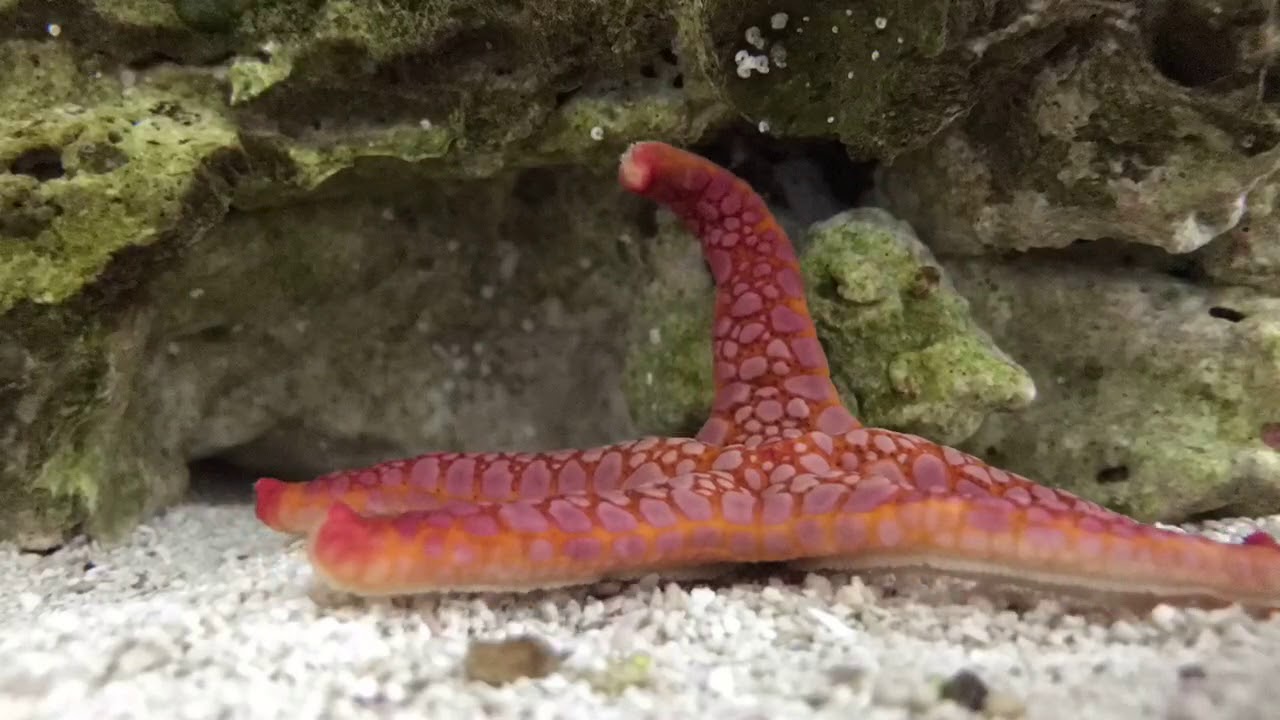 Time-Lapse of Starfish Walking - YouTube