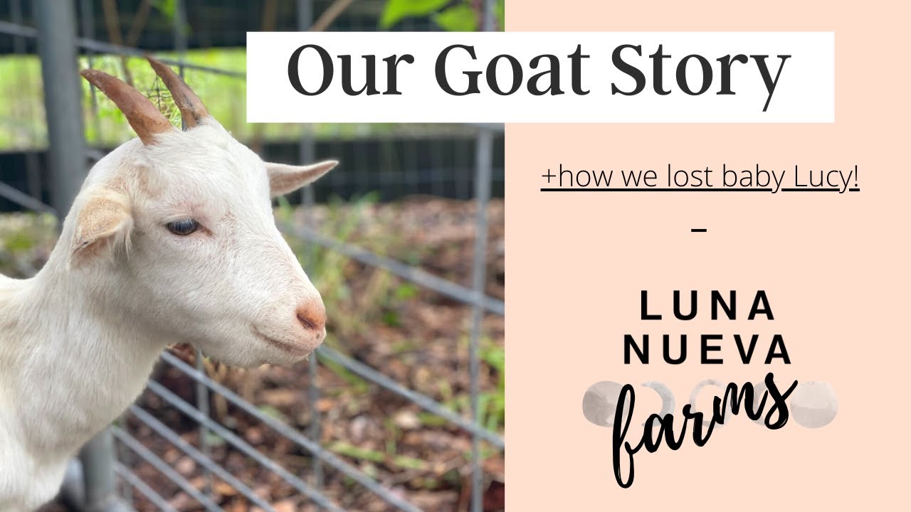 Our Goat Story + How We Lost Baby Lucy - YouTube