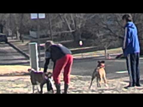 Woman catches dog poop in bag. . Crazy lady
