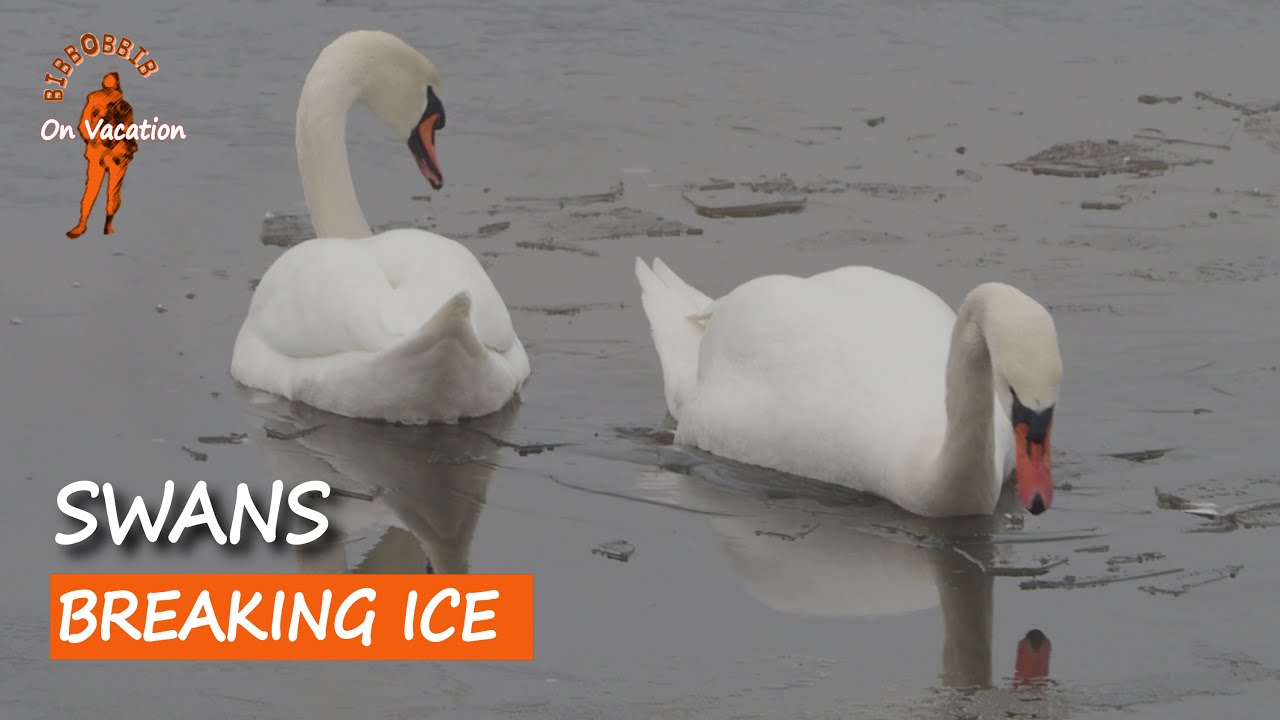 SWANS break ice on a Frozen Lake With AMAZING Survival Tactics ...