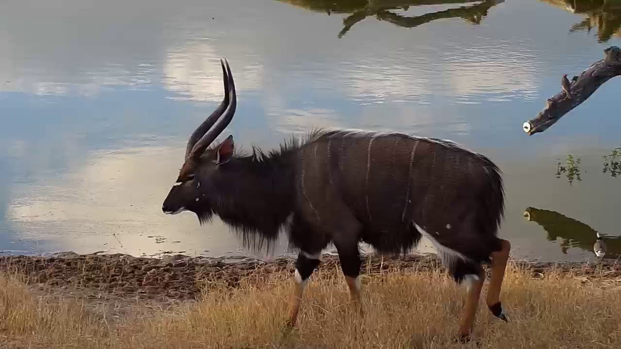 Djuma: Nyala bull at pan - 16:30 - 06/21/19 - YouTube