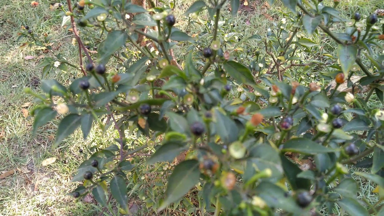 Árbol de chile piquín!!! - YouTube