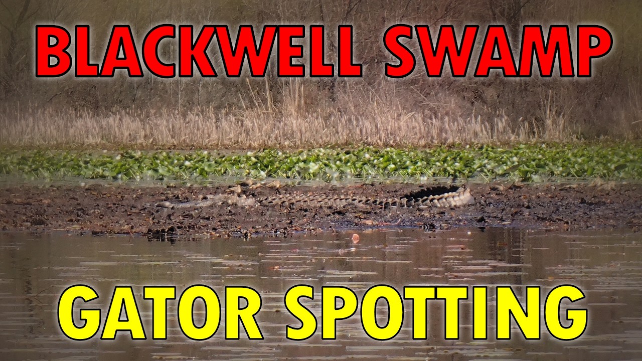 Blackwell Swamp Gator Spotting with the Byfords - YouTube