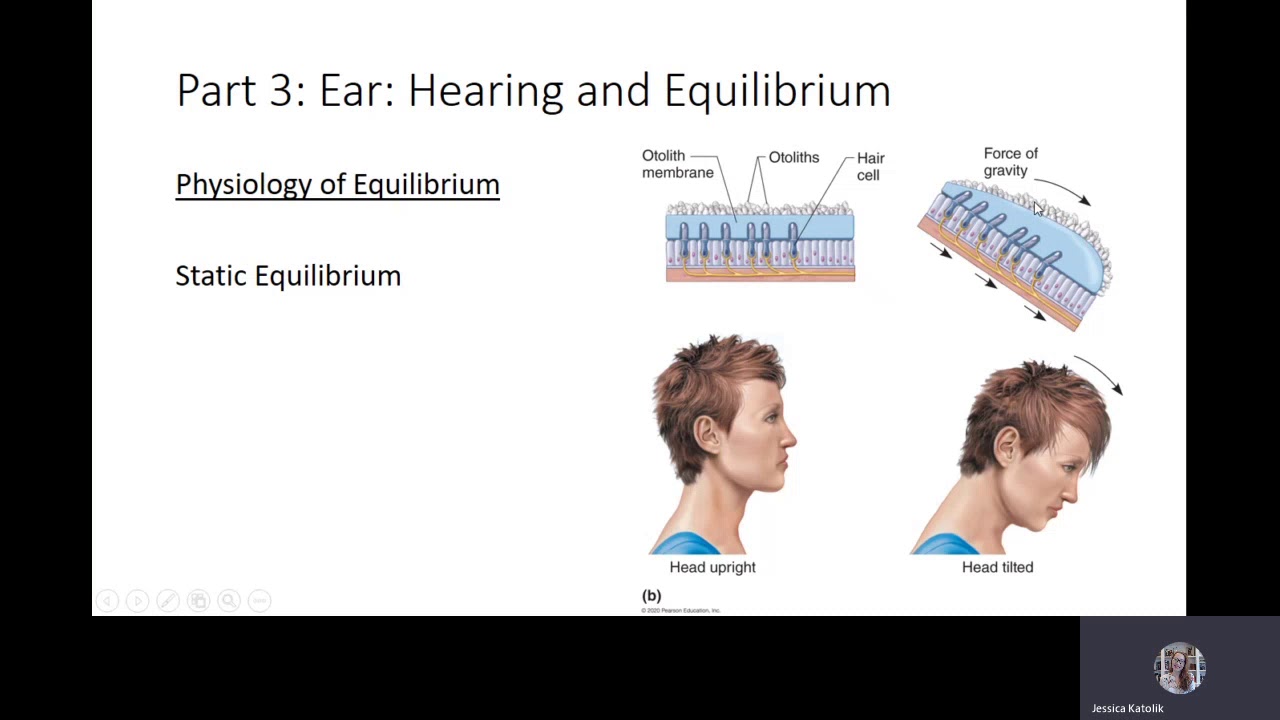Physiology of Equilibrium - YouTube