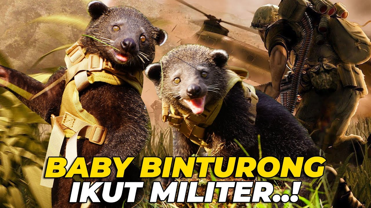 SEMUA PADA MELONGO..! BABY BINTURONG SIAP JADI ANGGOTA MILITER ...