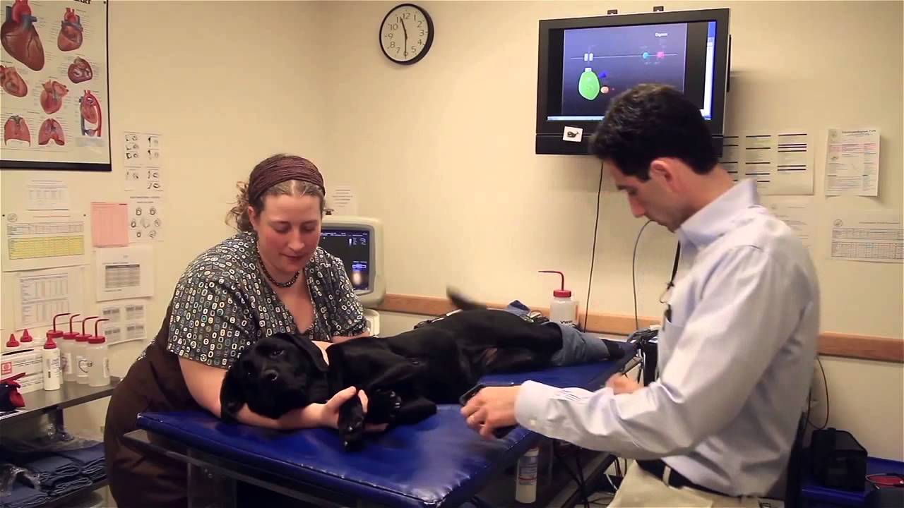 How to use AliveCor Veterinary ECG - YouTube
