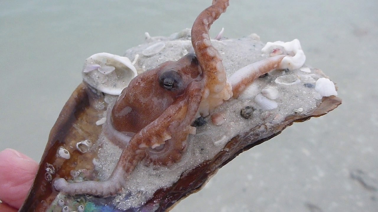 Pygmy Octopus