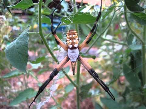 Yellow Garden Spider on tomato plants - YouTube