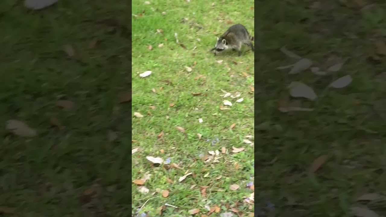 Raccoon try’s to steal the fireball shot - YouTube