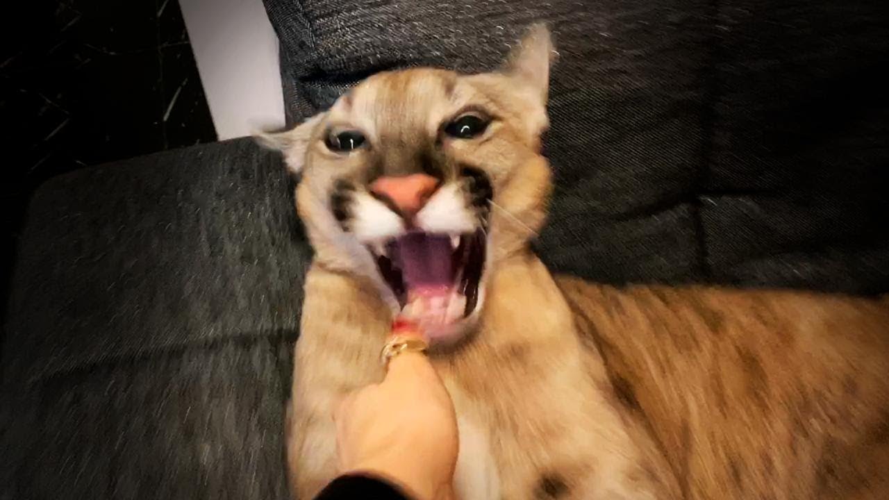Wild giant Cat Ceaser lives at home with - Jaguar Pet and owner best ...
