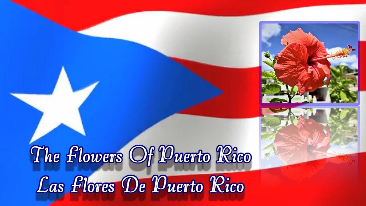 Flowers of Puerto Rico in 4K - YouTube