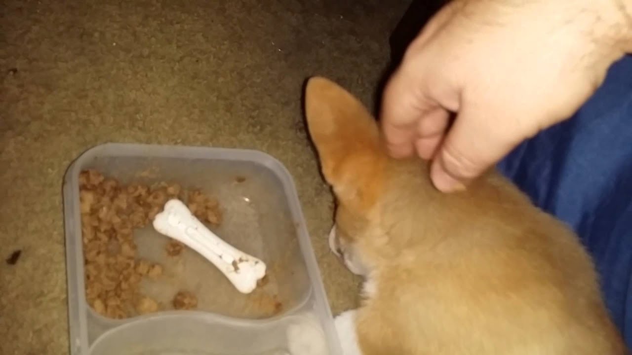 Tails eating - YouTube