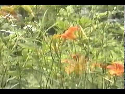 Cry of a Butterfly - nature music video - YouTube