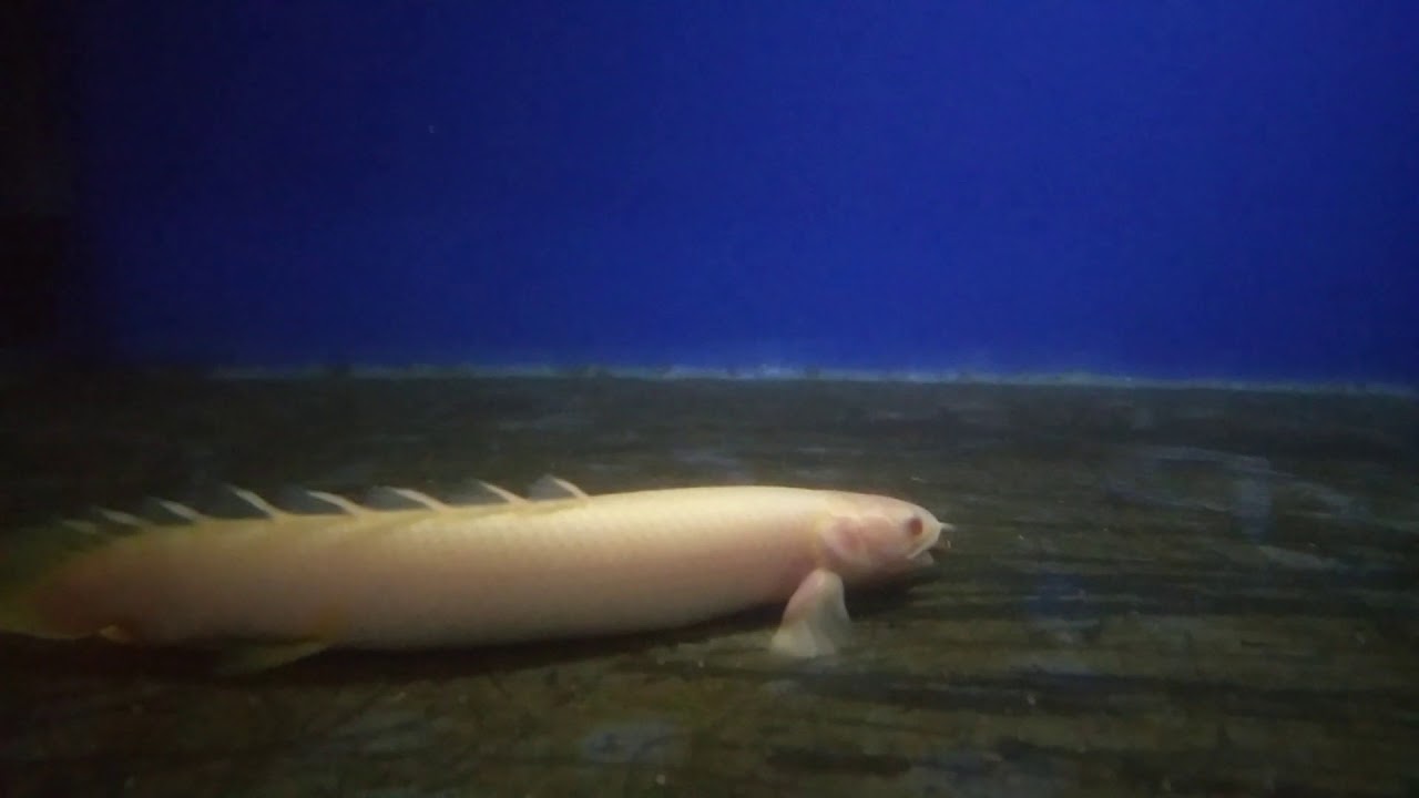 Albino Senegal Bichir Eating Superworm - YouTube