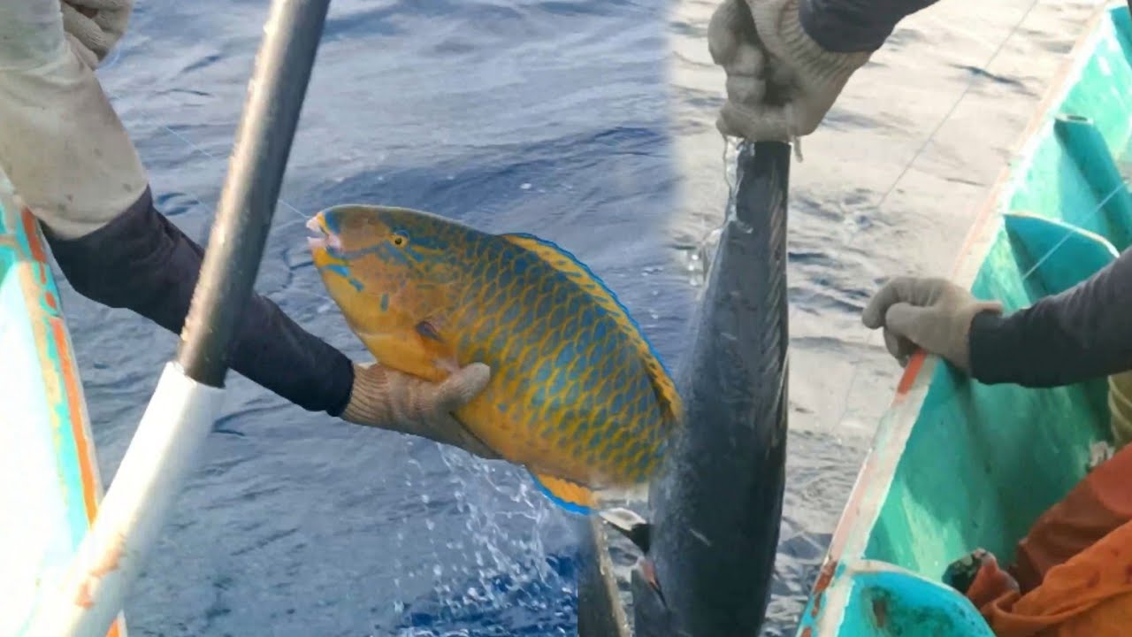 HUNTING PARAI, KILIMEEN, SURAI FISH CATCHING IN TAMILAN STYLE FISHING ...