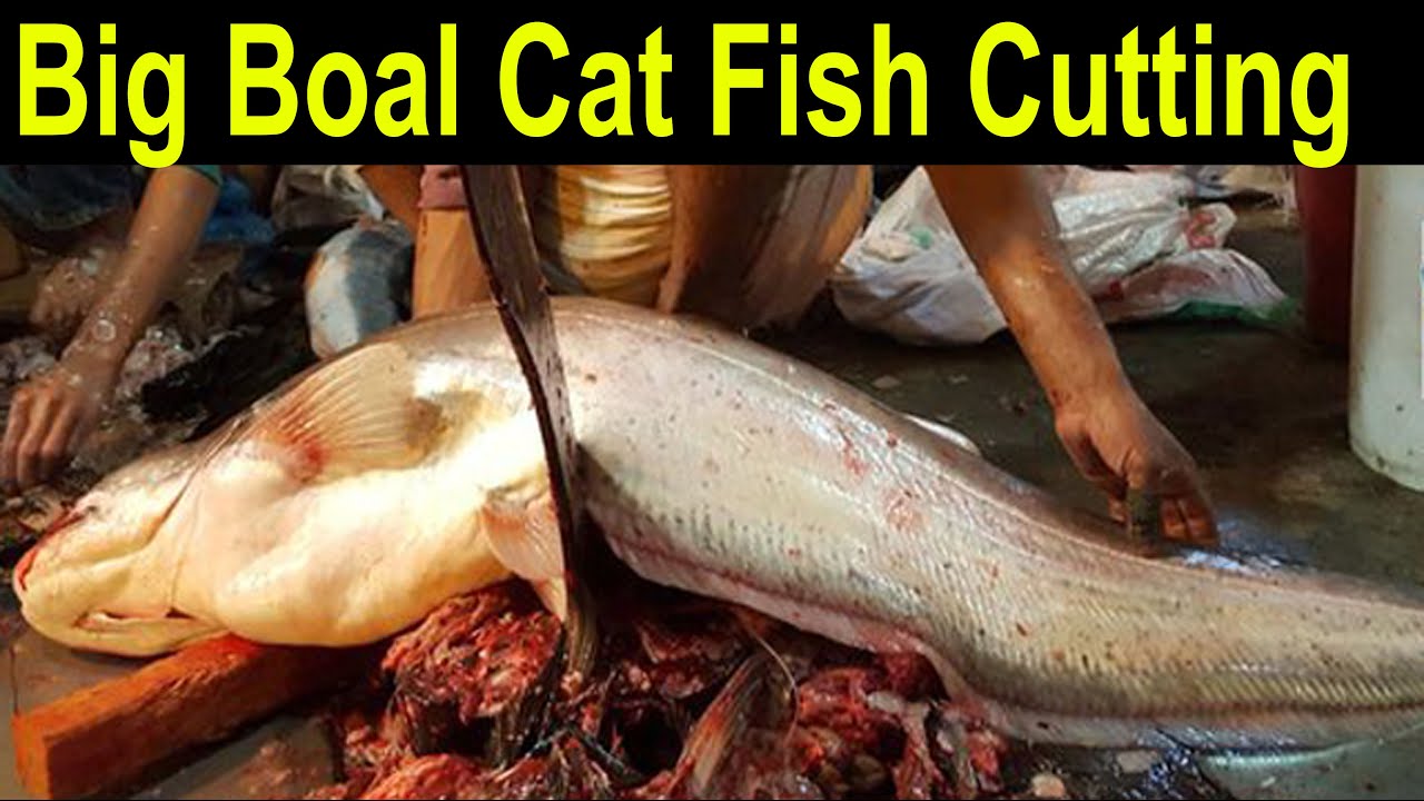 Giant Big Boal Catfish Fish Cutting by Expert Cutter into BD Fish ...
