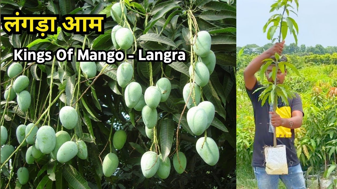 लंगड़ा आम | Langra Mango tree | लंगड़ा मैंगो की खेती कैसे करें | Desi ...