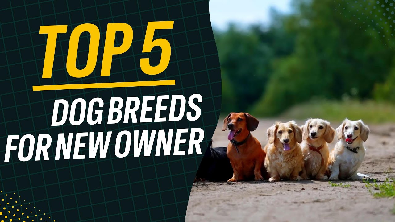 "Top 5 Best Dog Breeds for New Owners: Finding Your Perfect Canine ...