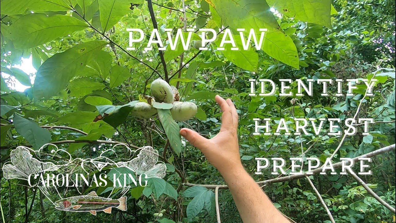 Pawpaw (Identify, Harvest, Prepare) - YouTube