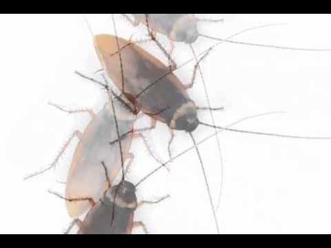 Hilarious Cockroach Joke - YouTube