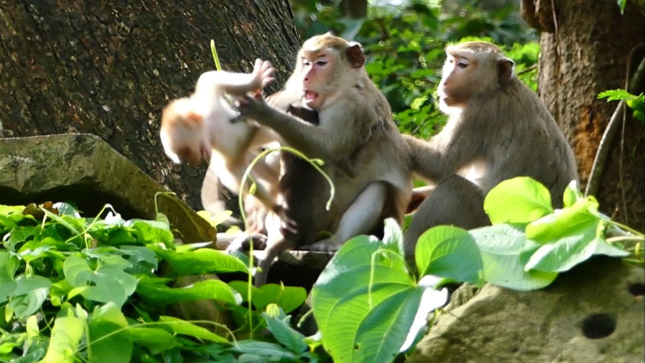 Unbelievable wild monkey throw baby Lucy from the the highest to ground ...