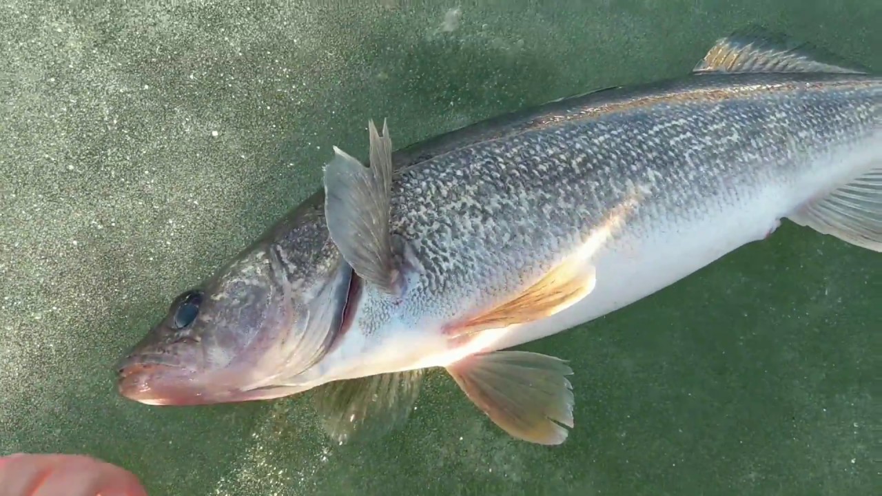 Catching big trout, perch, and walleye through the ice in Denver ...