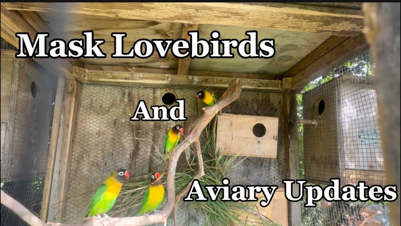 Mask Lovebirds and Breeding Update - YouTube