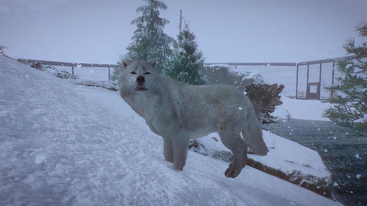 Planet Zoo Arctic Pack: Arctic Wolf - YouTube