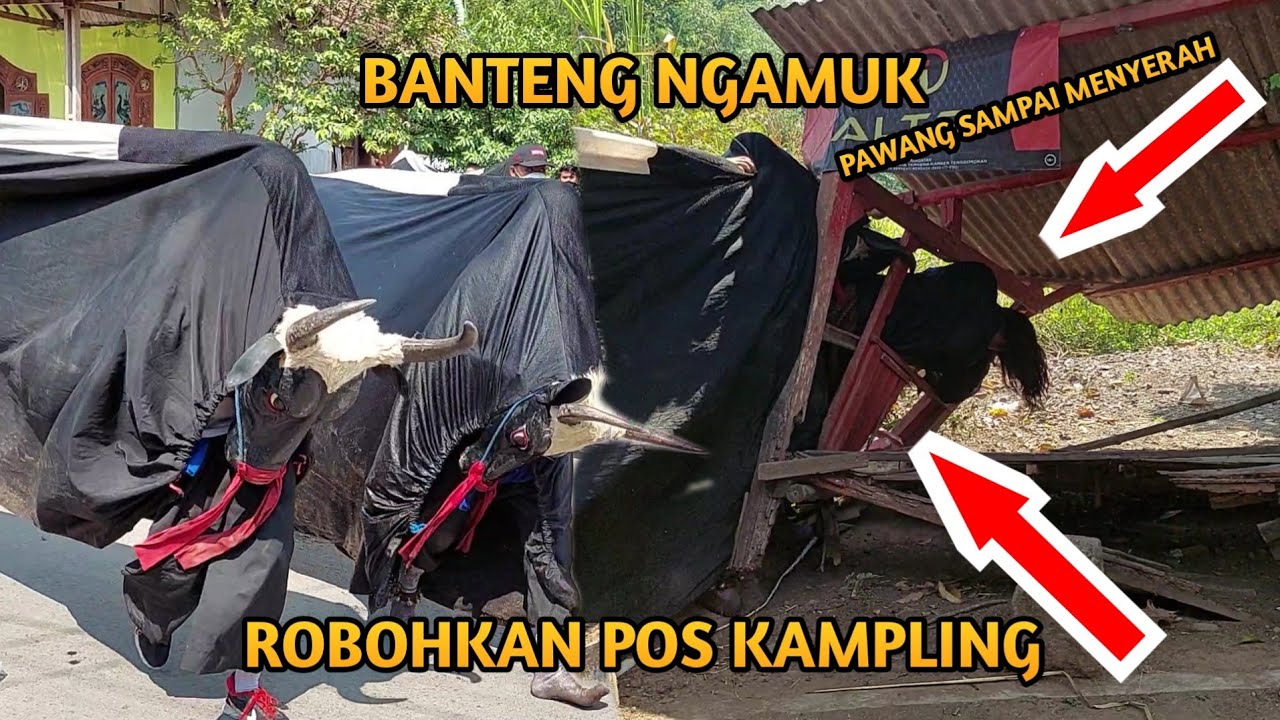Bantengan Ngamuk Pos Kampling Sampai Roboh Putro Taruno Jati Sukmo ...