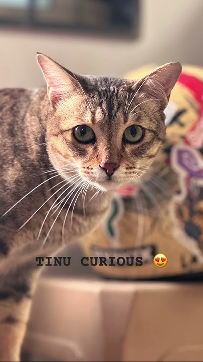 TINU the curious cat. #cat #curiouscat #😻 #petcat #photoshoot #shotoniphone - YouTube